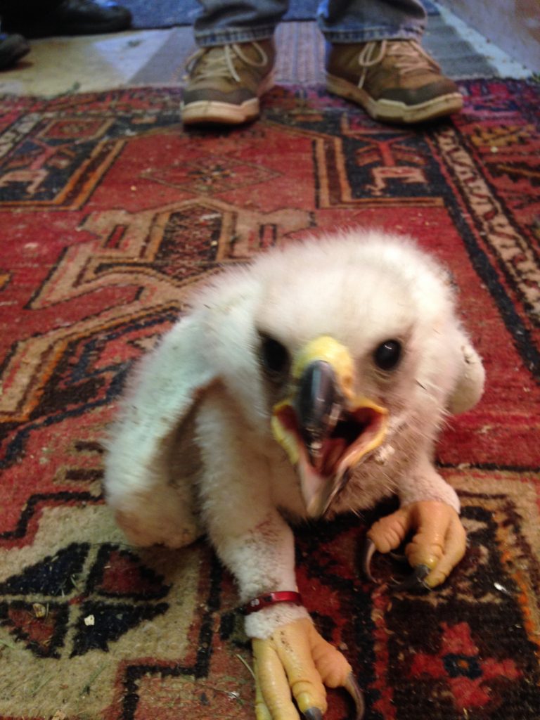 Guest Blogger: Erin Bow